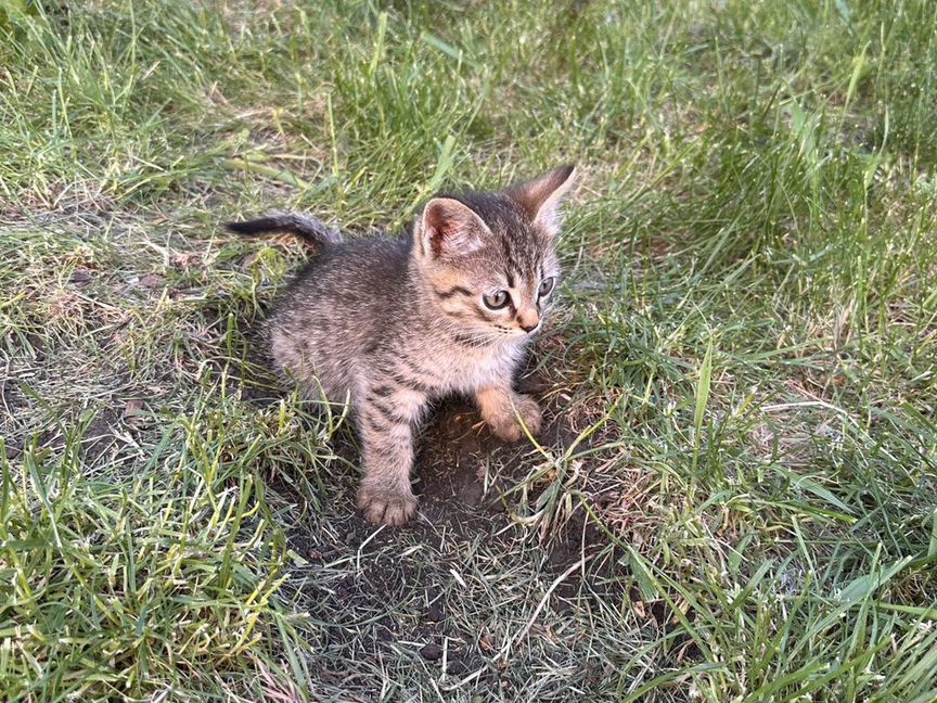 Кошка