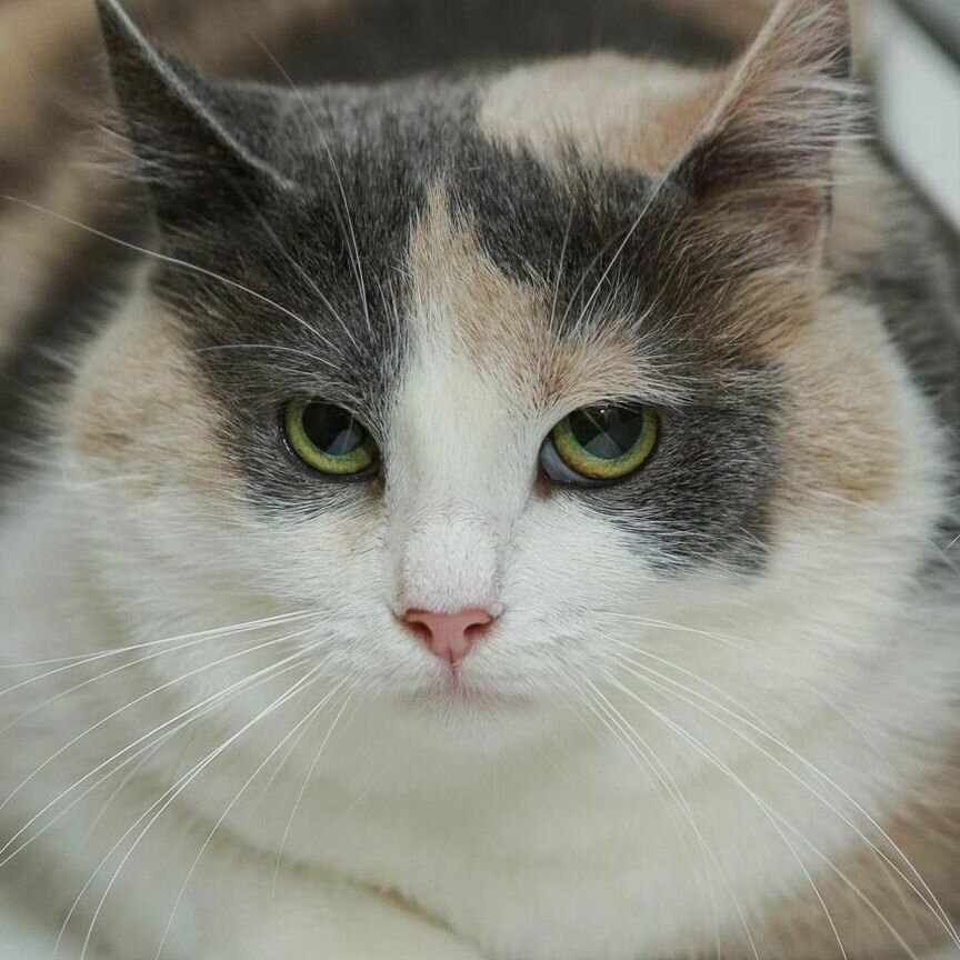 Кошечка полтора года