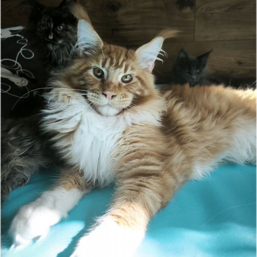 Мейн кун котенок