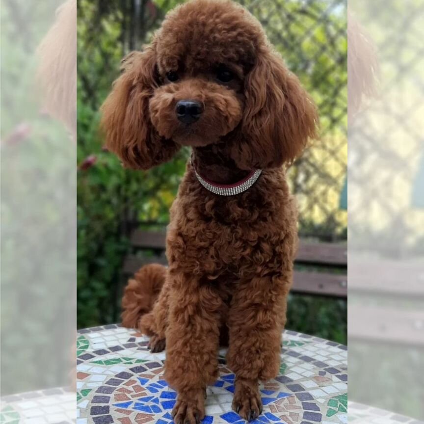 Той-пудель вязка