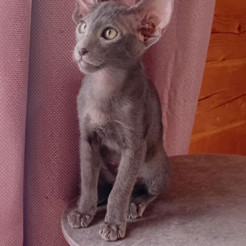 Ориентальный котёнок