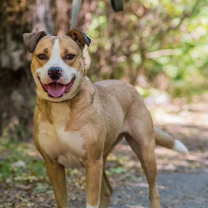 Собака Глория в добрые руки