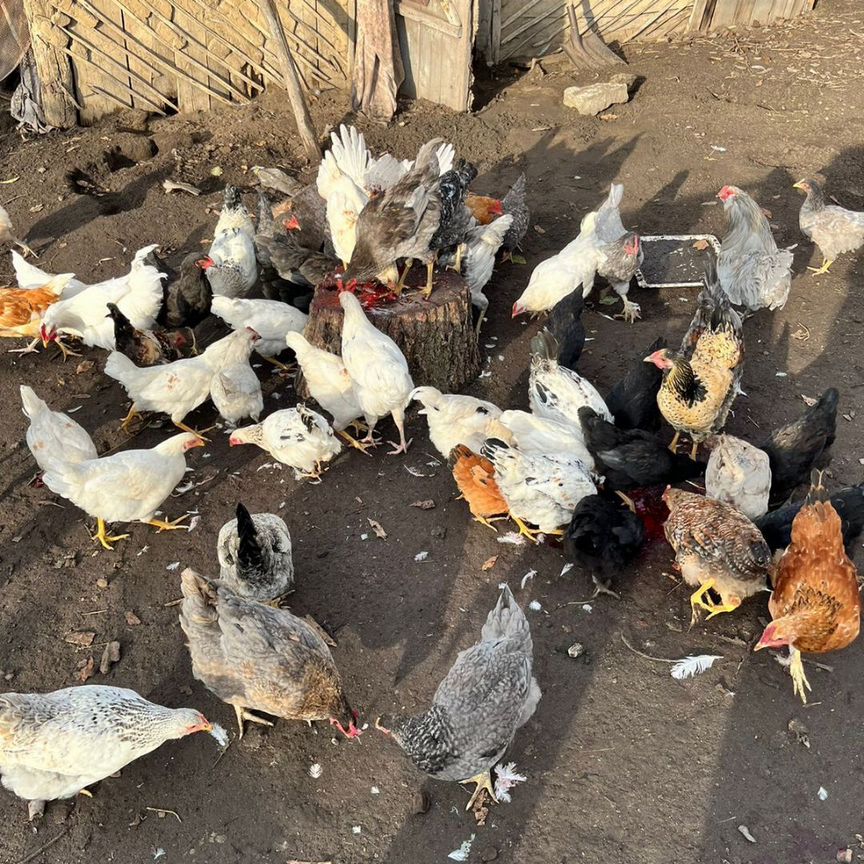 Молодые петушки