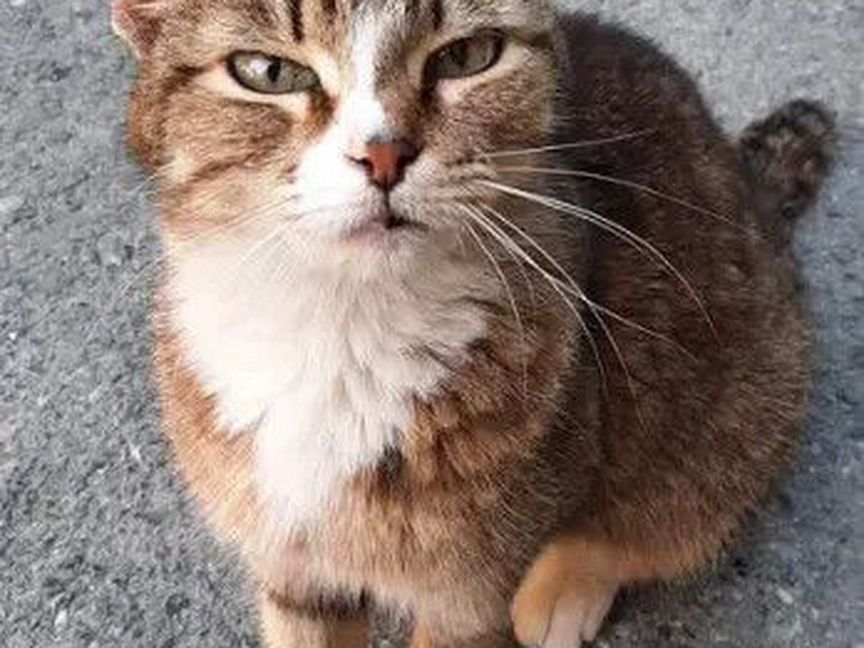 Кошка