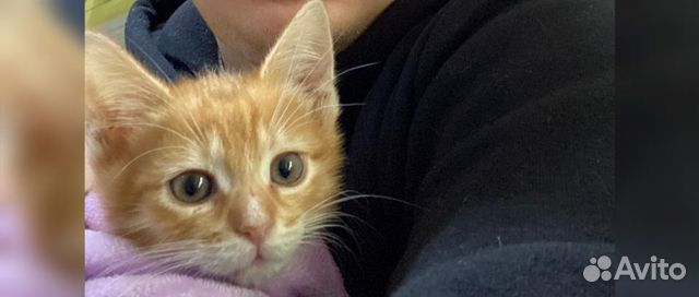 Кошки в добрые руки бесплатно