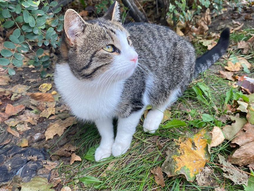 Брошенный кот ждет новых хозяев