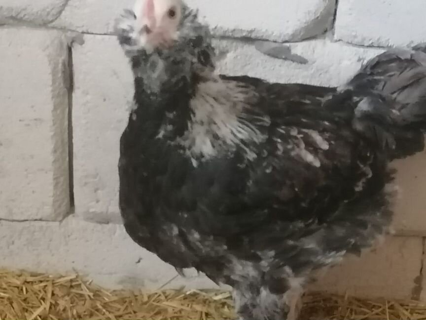 Молодые петухи Фавероль