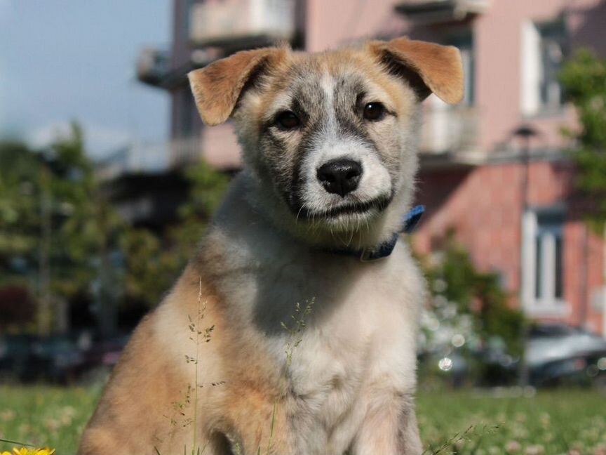 Щенок 3,5 месяца ищет дом