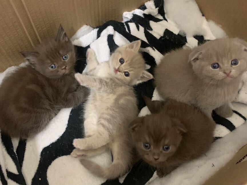 Котята