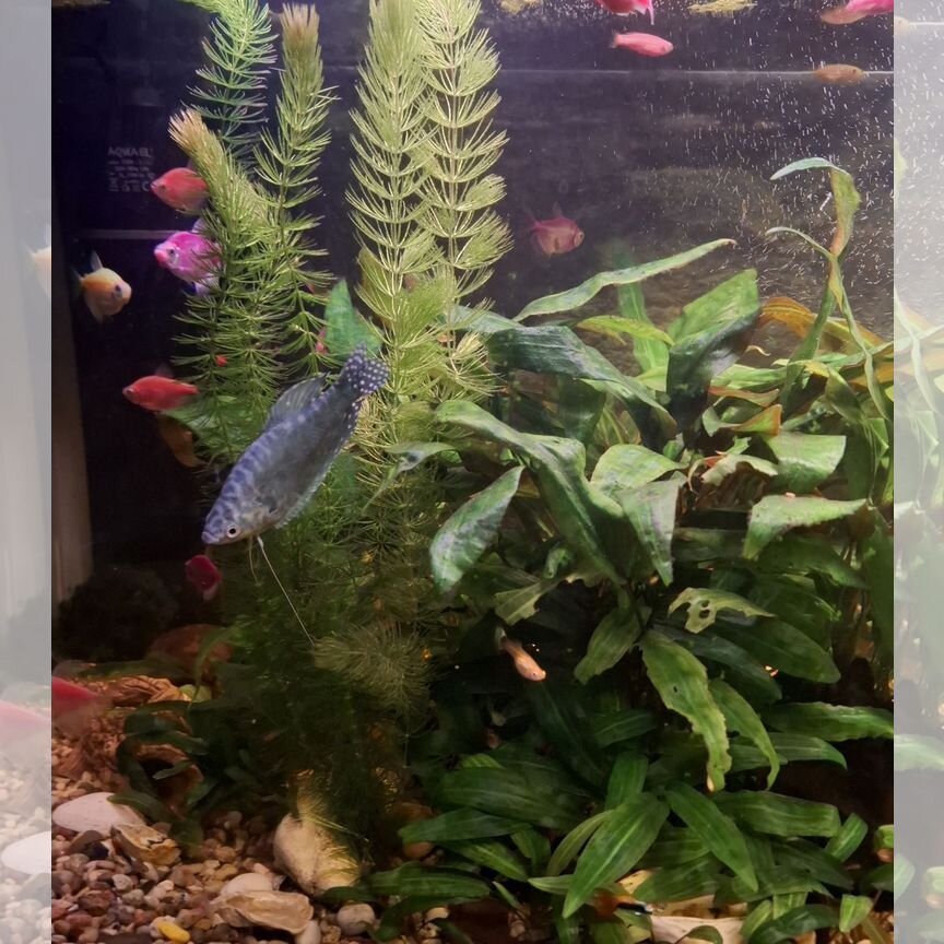 Аквариумные растения