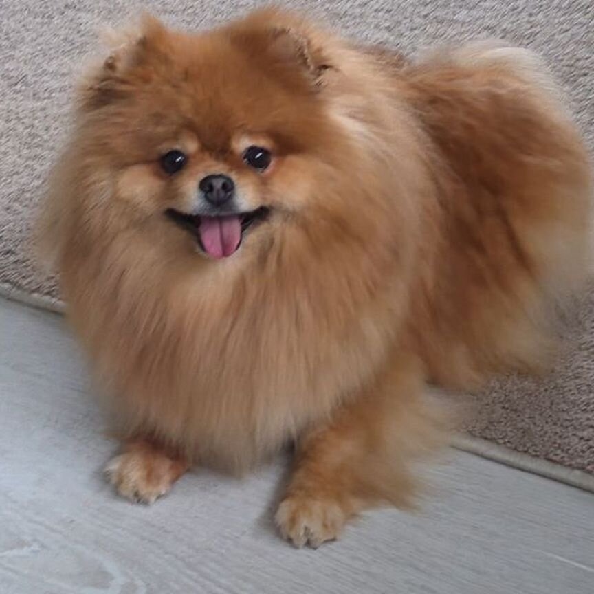 Померанский шпиц, взрослая собака