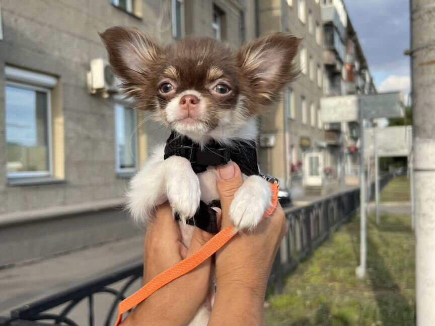 Чихуахуа mini девочка