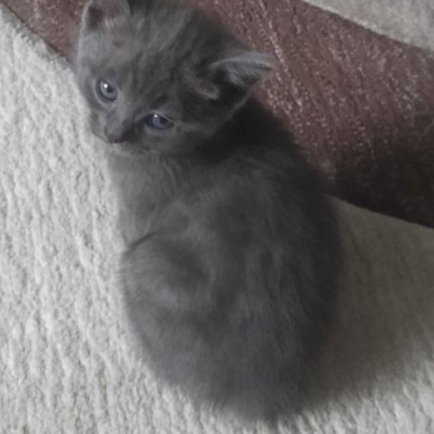 Русский голубой котёнок