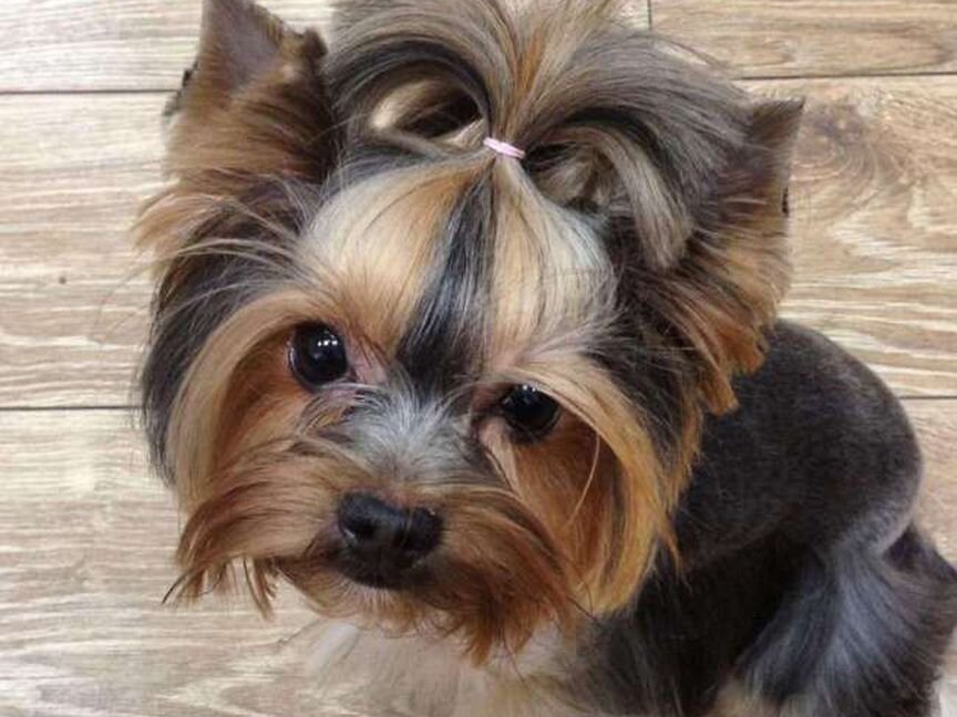 Йоркширский терьер щенки