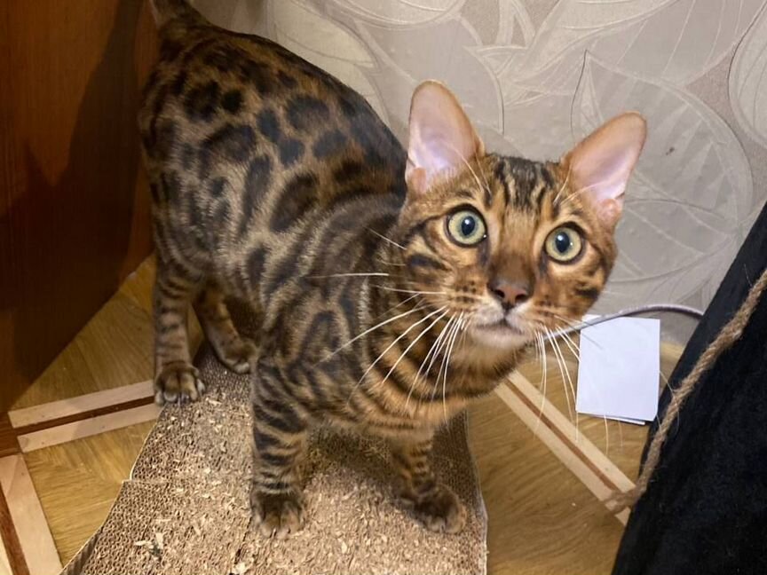 Котенок бенгал