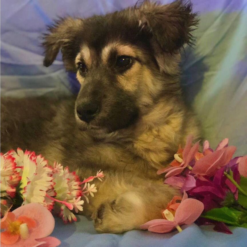 Щенок в добрые руки