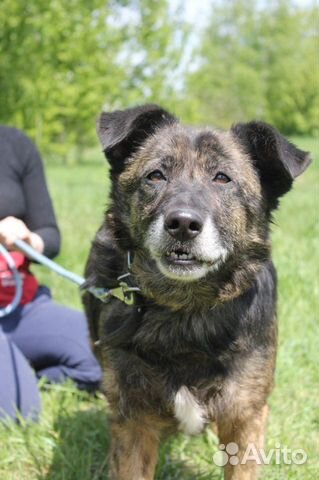 Собака из приюта. Завтра может быть поздно