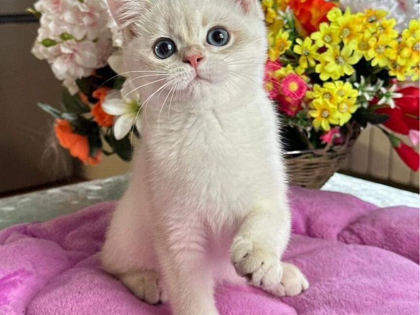 Британский кот