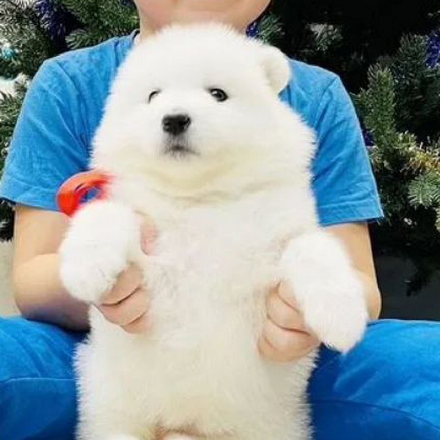 Мишки Самоеды белоснежные щенки для Вас