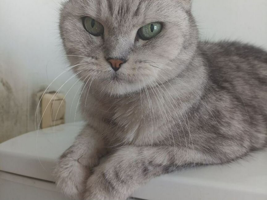 Коты разных окрасов