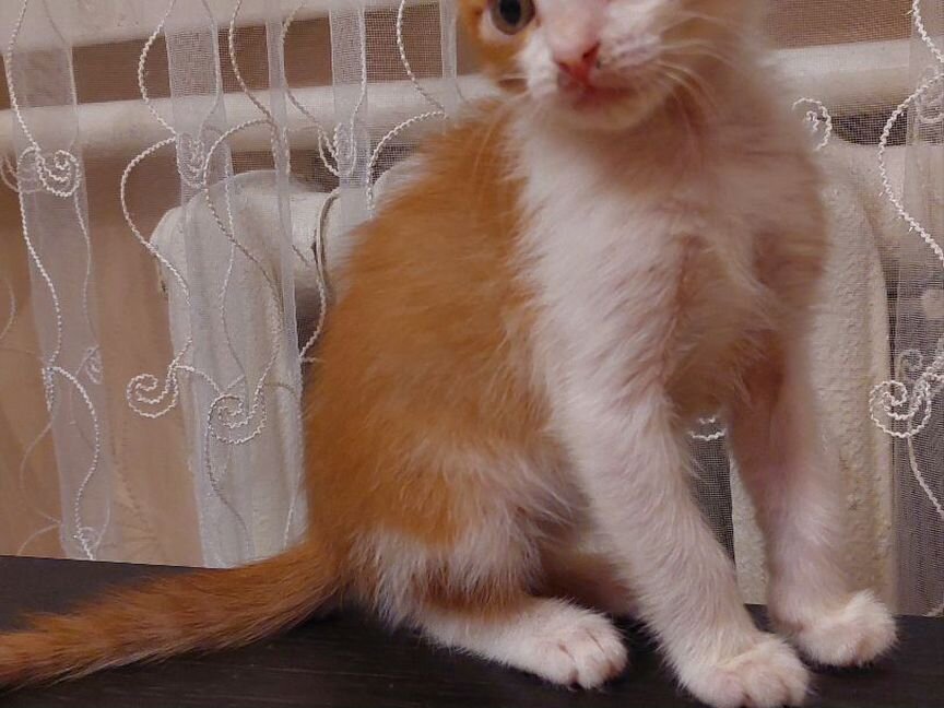 Котик в добрые руки