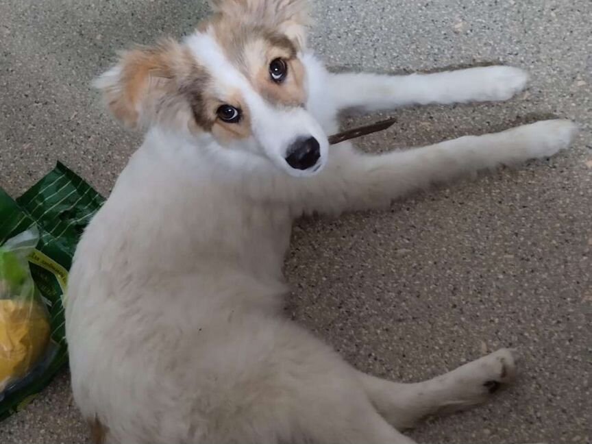 Щенок девочка