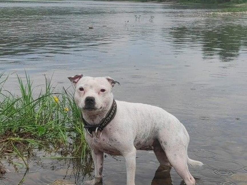 Английский Стаффордширский бультерьер