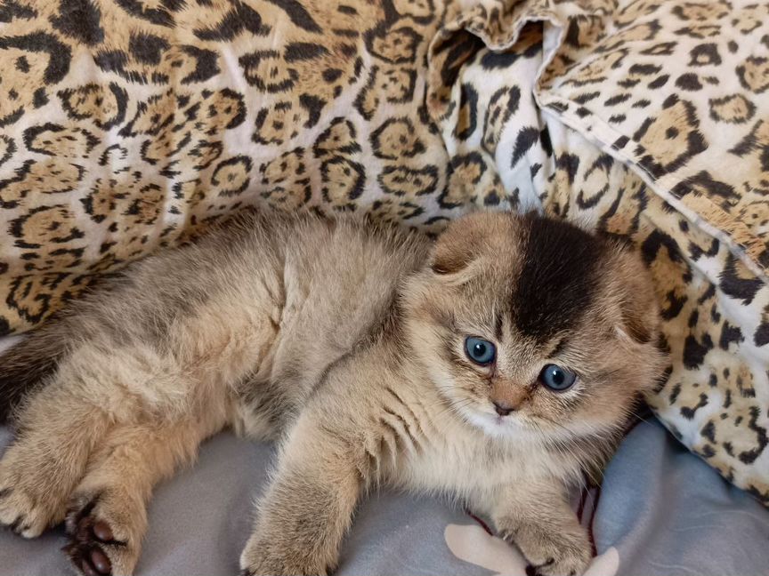 Шотландский вислоухий котёнок