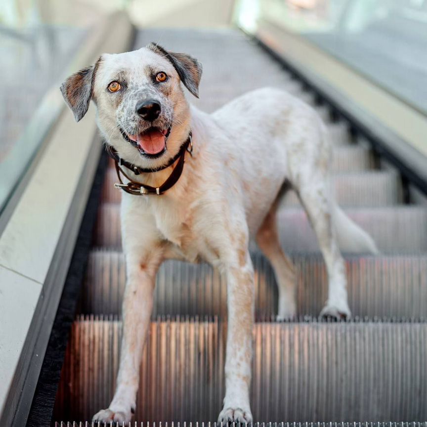Ассоль нежная семейная собака в добрые руки в дар