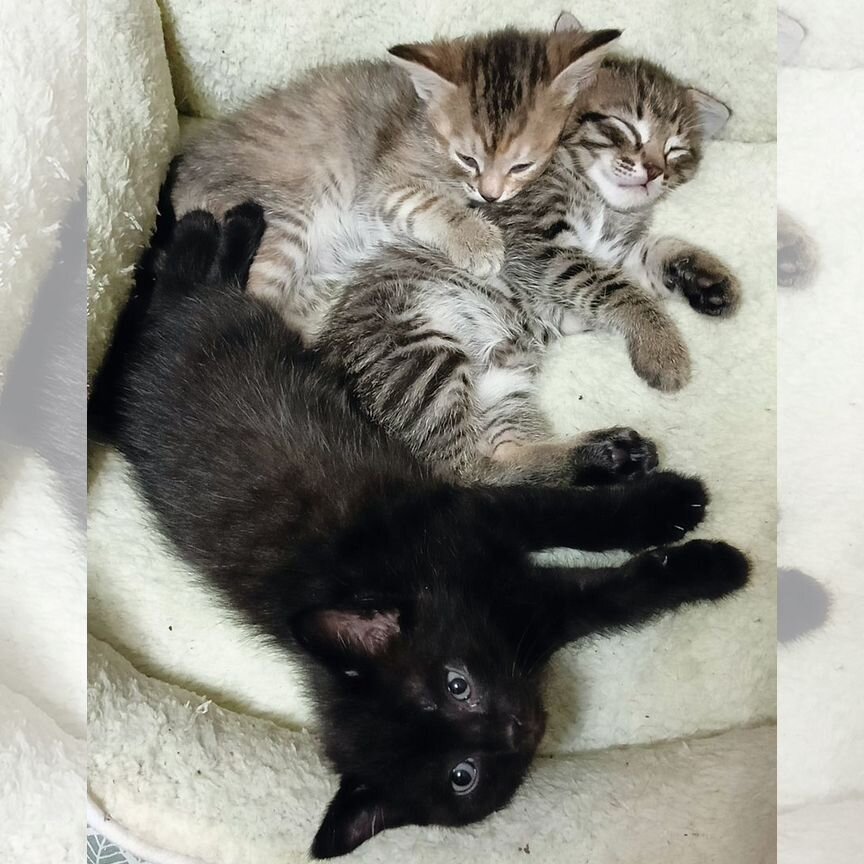 Котята в добрые руки бесплатно