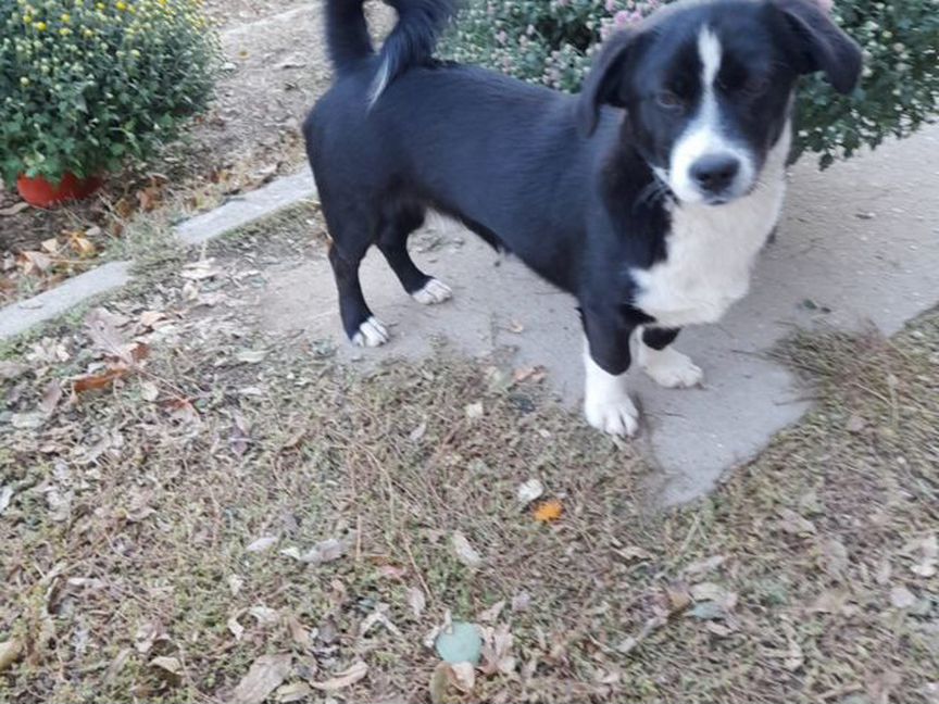 Щенок в добрые руки