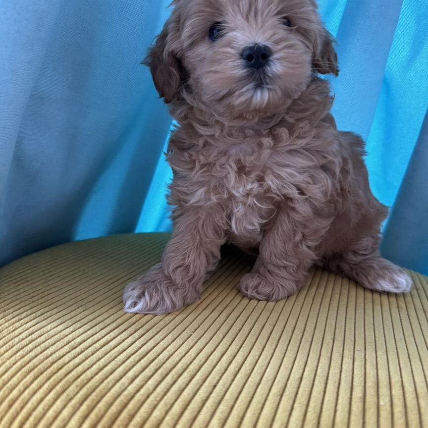 Мальтипу, щенок