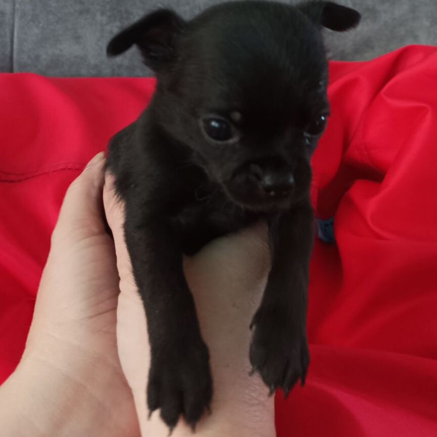 Чихуахуа, щенок