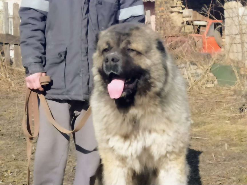 Щенки кавказской овчарки