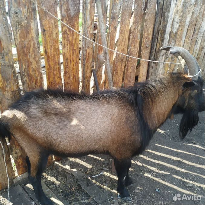 Чешский козел