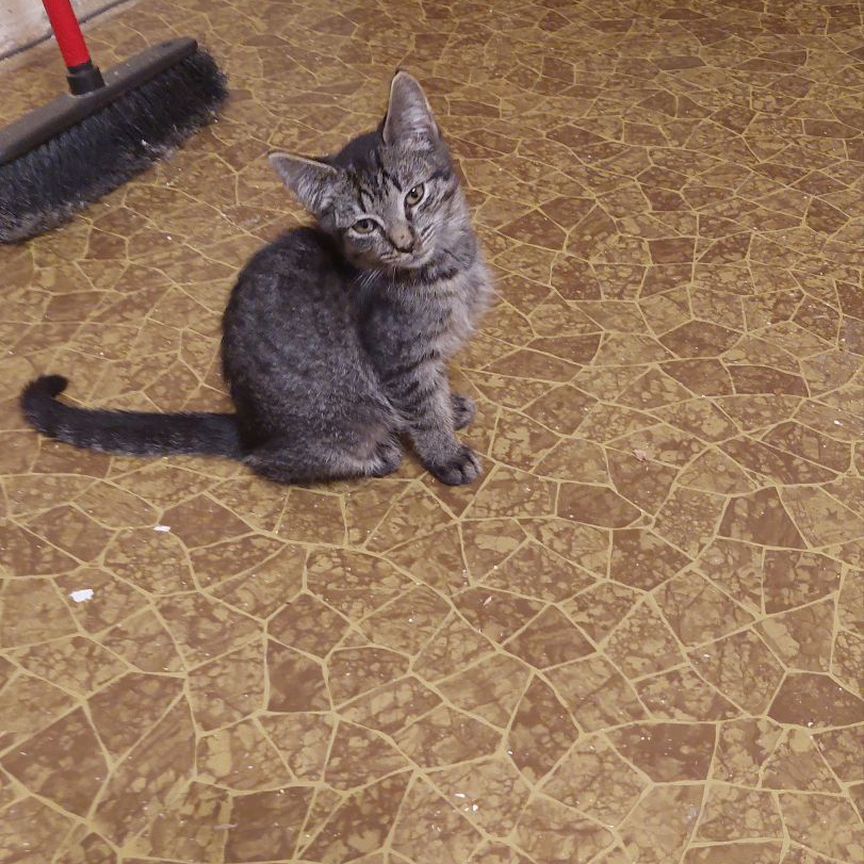 Котенок шпротенька в добрые руки