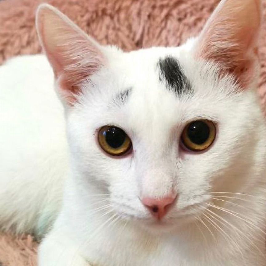 Котенок нуждается в семье