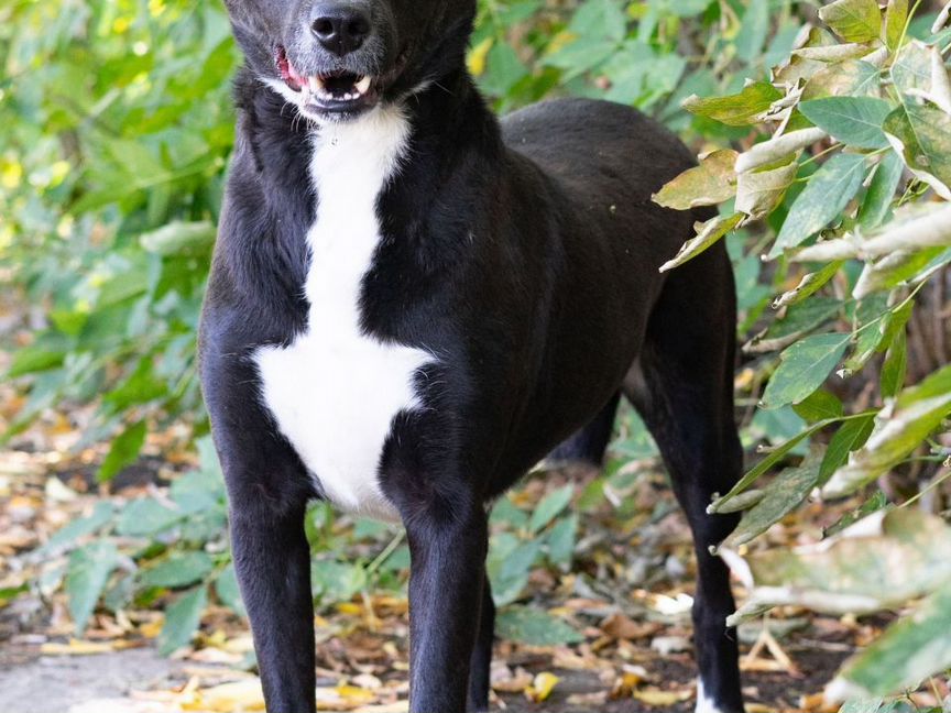 Собака в добрые руки