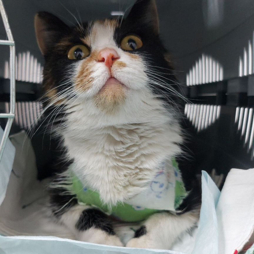 Взрослая кошка в добрые руки