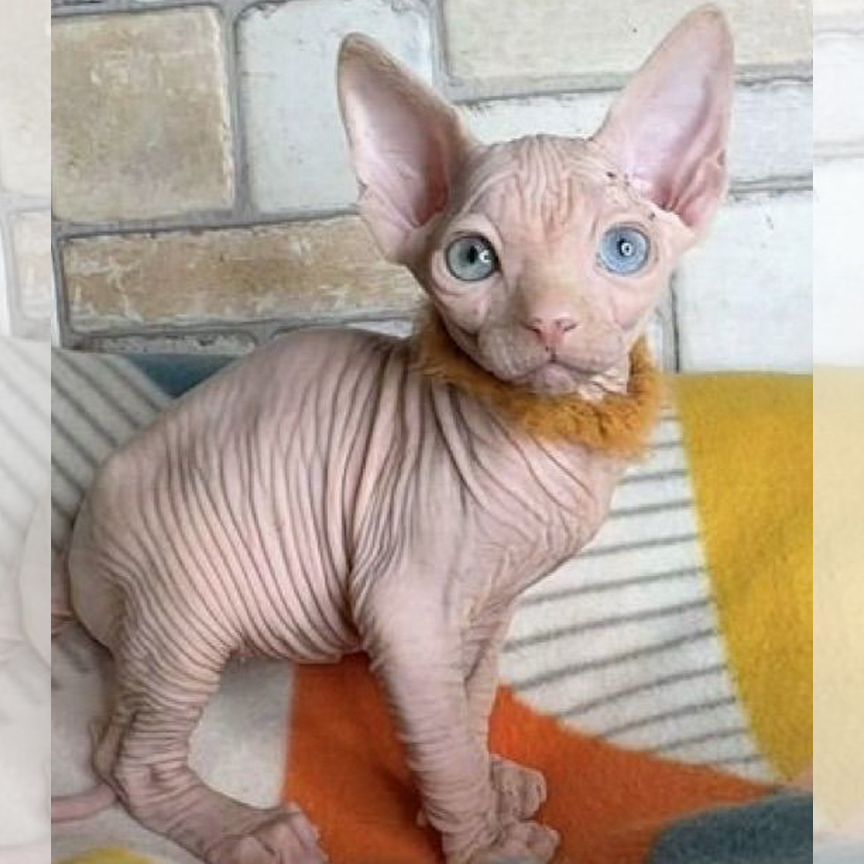Разноглазый Канадский сфинкс котенок