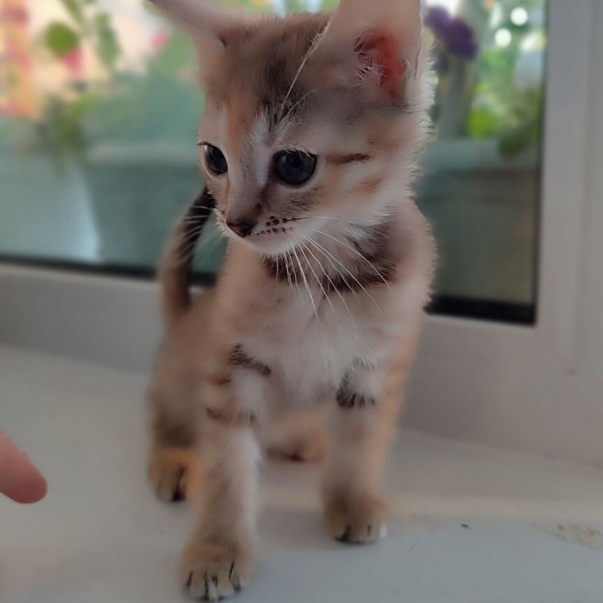 Котята в добрые руки бесплатно