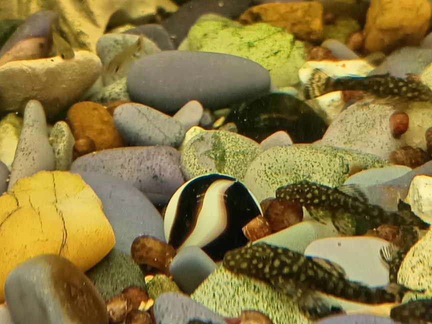 Аквариумные рыбки сомики