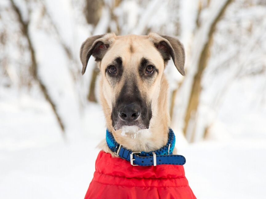 Собака Алексей ищет дом