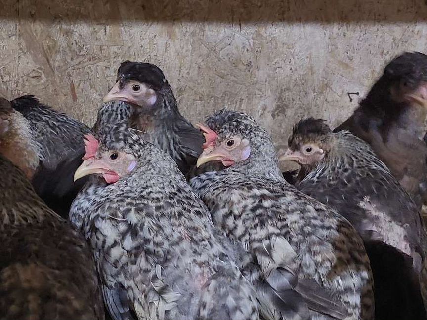 Петух легбар кремовый. 7мес