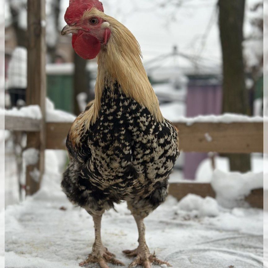 Молодые петухи