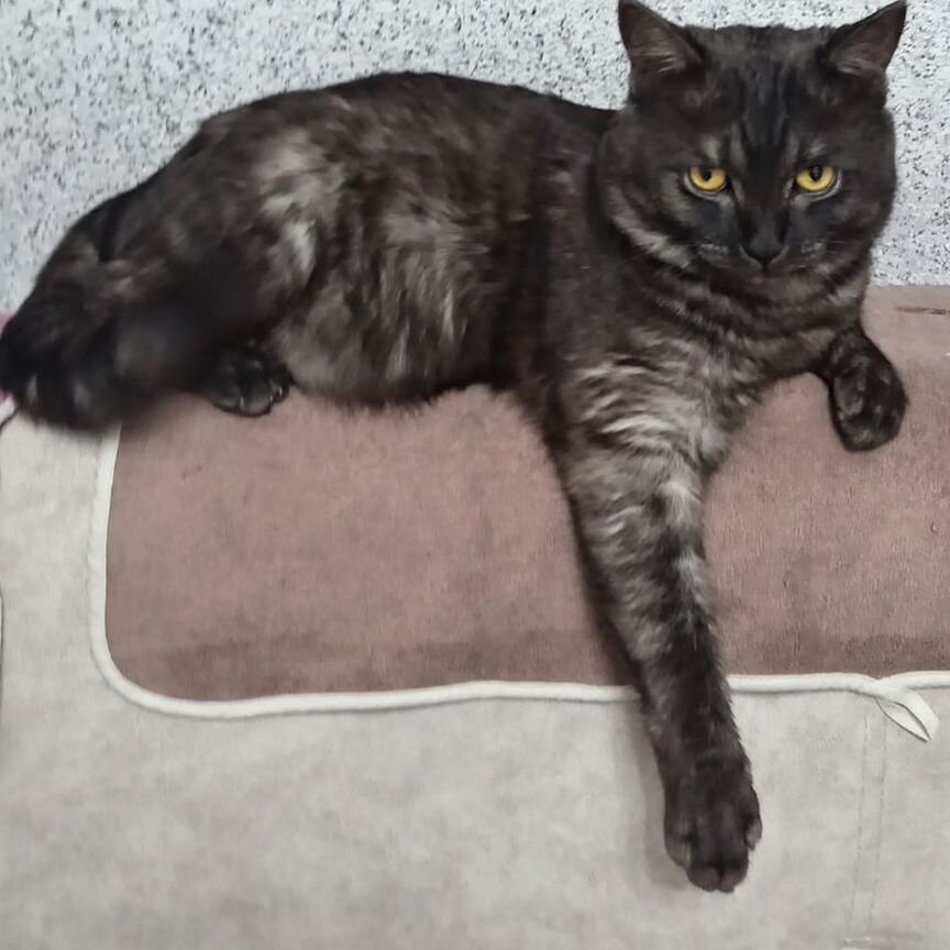 Британский длинношёрстный, взрослый кот