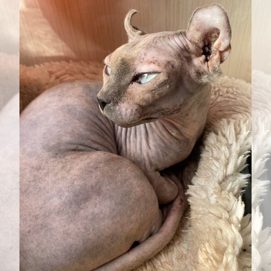 Канадский сфинкс, взрослая кошка