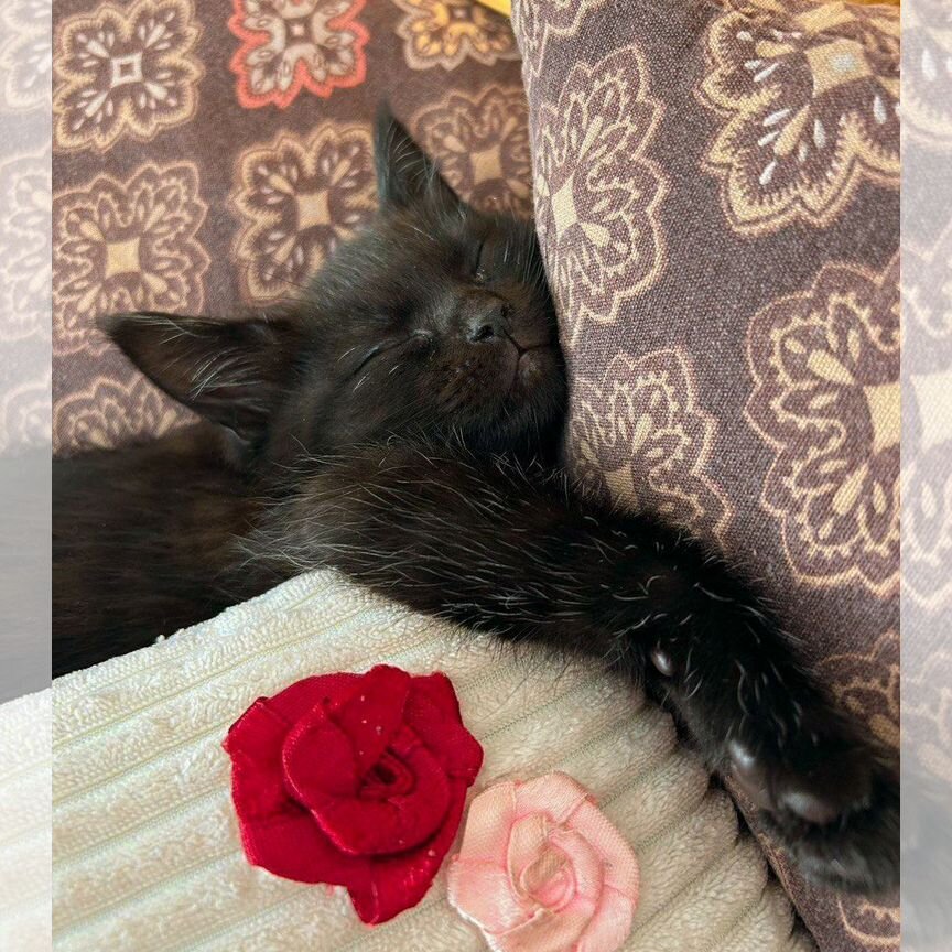 Котята мейн-кун