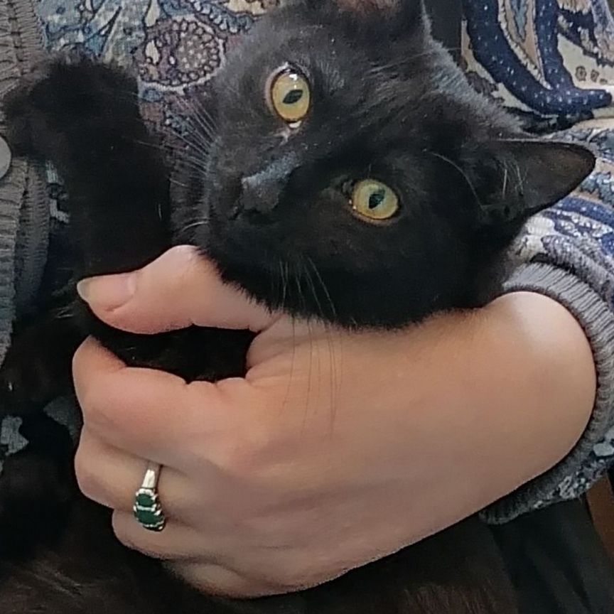Котик, 4 месяца