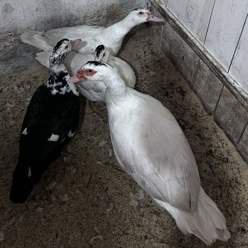 Семейка индоуток